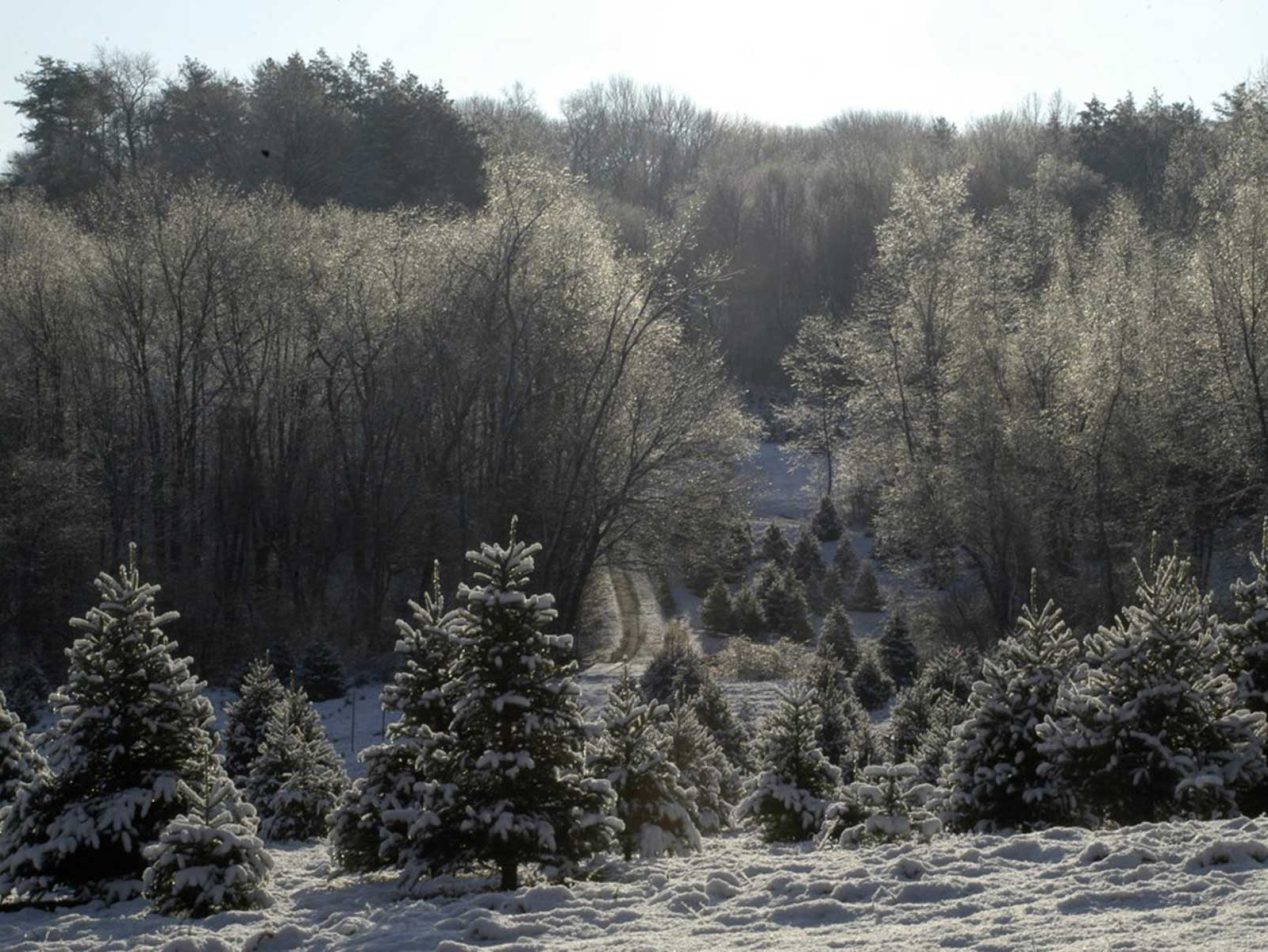 Holiday Farms | What To Do - Visit Local Farms | New Hartford, CT