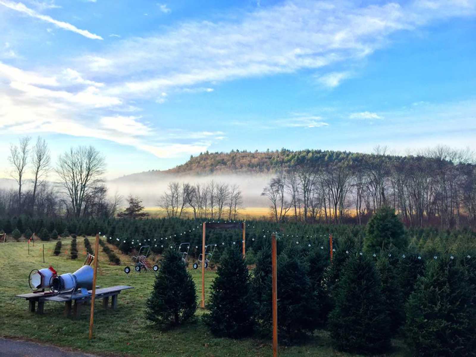 Maple Hollow Tree Farm | What To Do - Visit Local Farms | New Hartford, CT