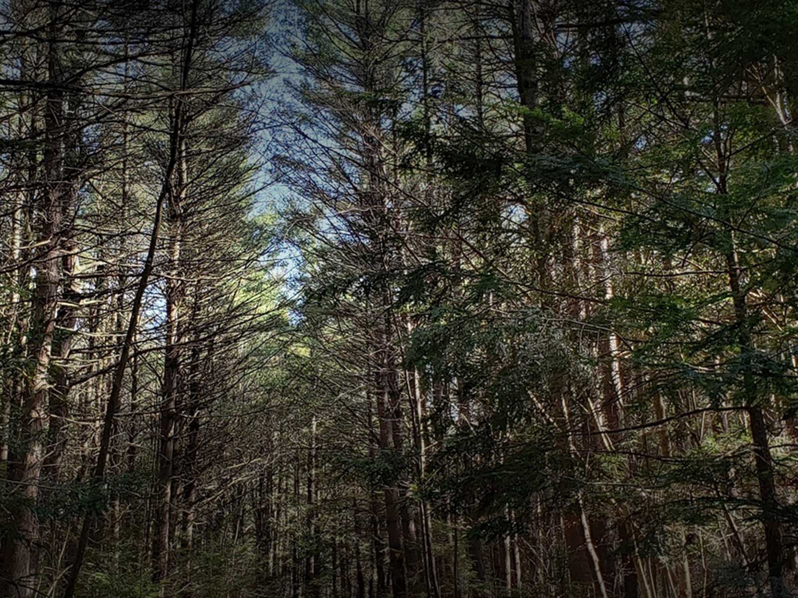 What To Do in New Hartford CT | Discover New Hartford CT